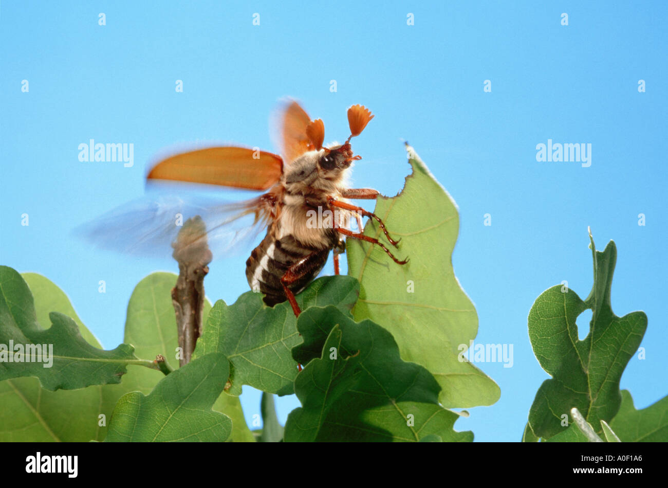 Cockchafer beetle bug hi-res stock photography and images - Alamy