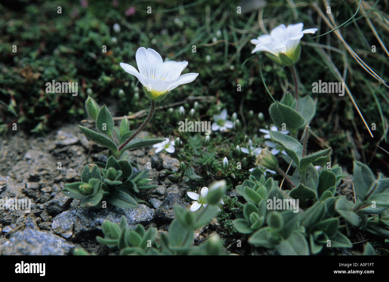 Alpine mouse hi-res stock photography and images - Alamy