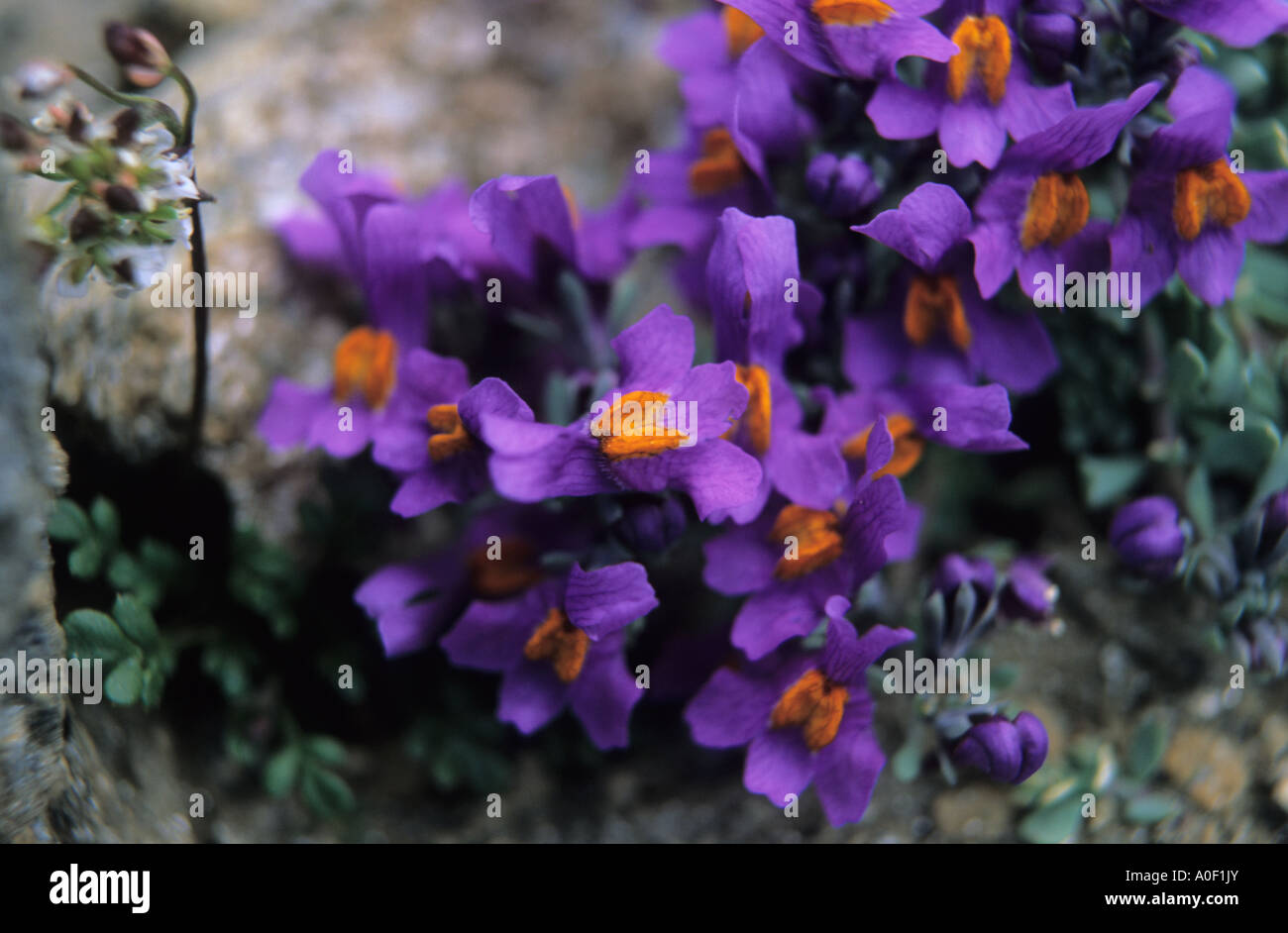 Alpine toadflax linaria alpina hi-res stock photography and images - Alamy