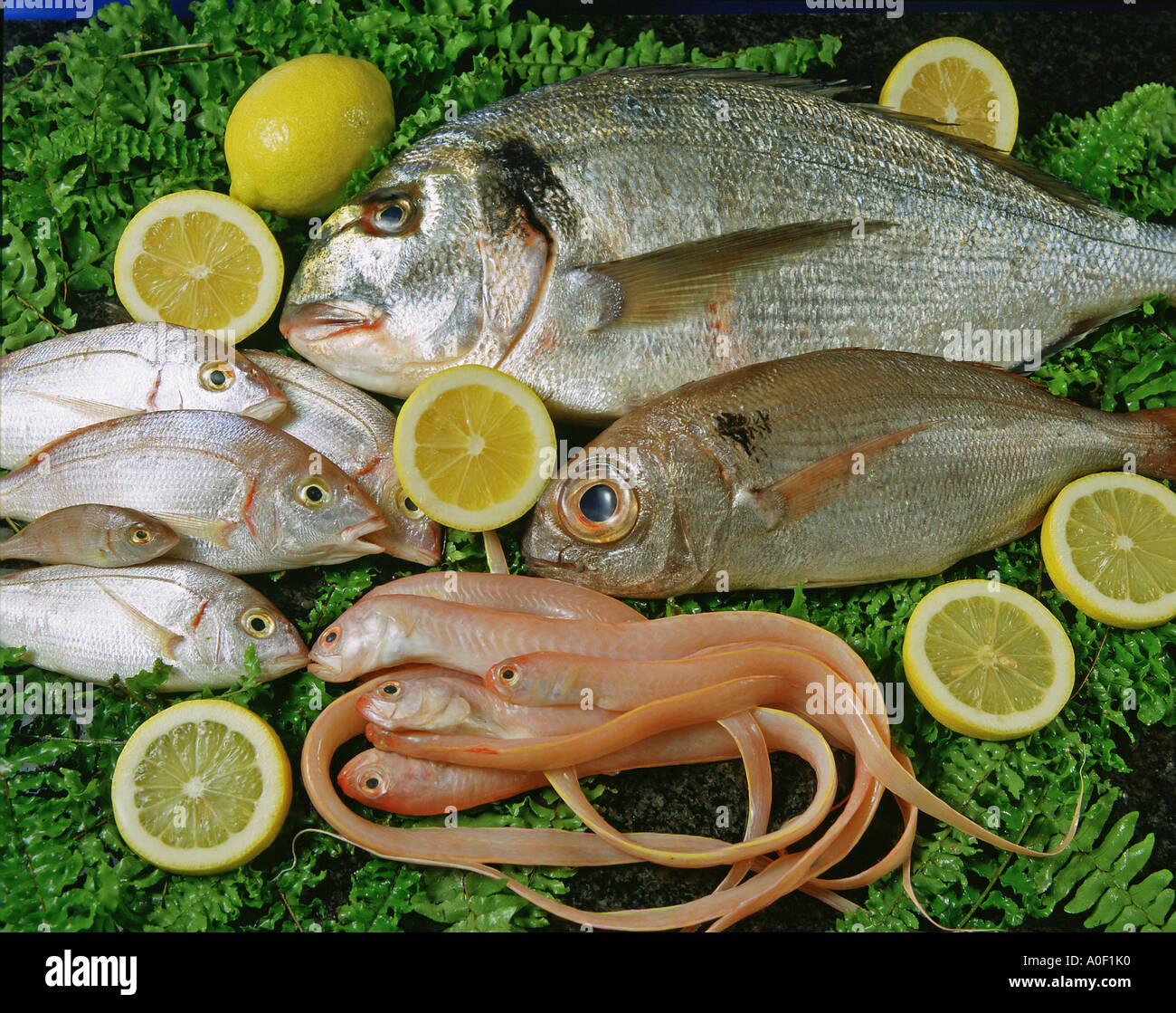 Bandfish hi-res stock photography and images - Alamy