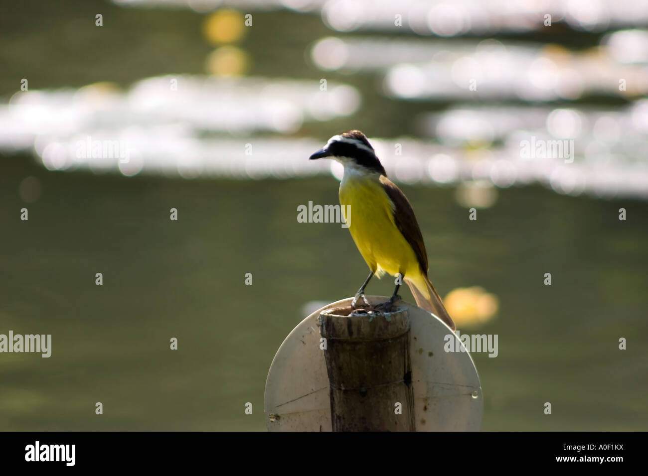 Pitangus sulphuratus (bem-te-vi) bird at Botanical Garden, Rio de ...