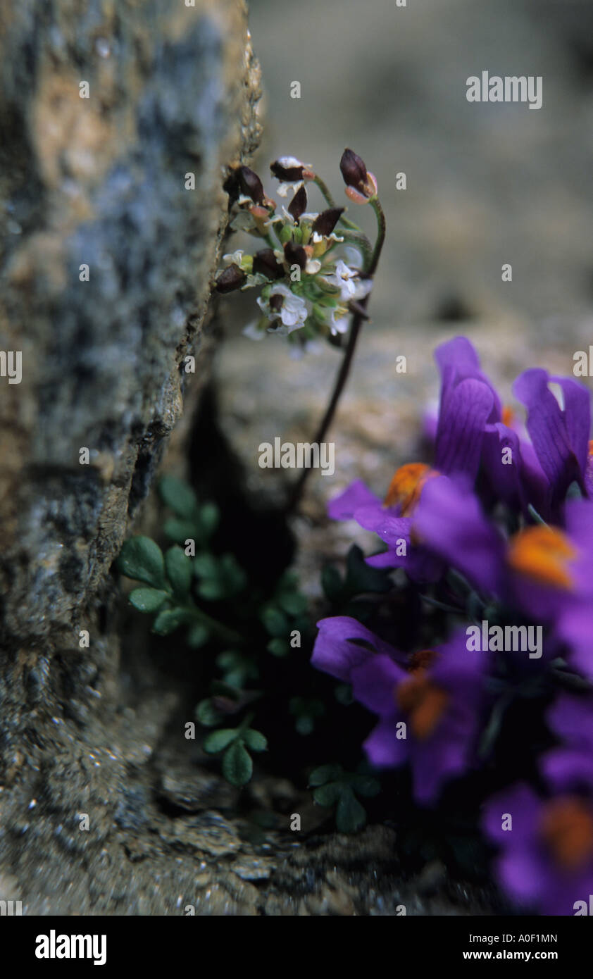 Alpine toadflax linaria alpina hi-res stock photography and images - Alamy