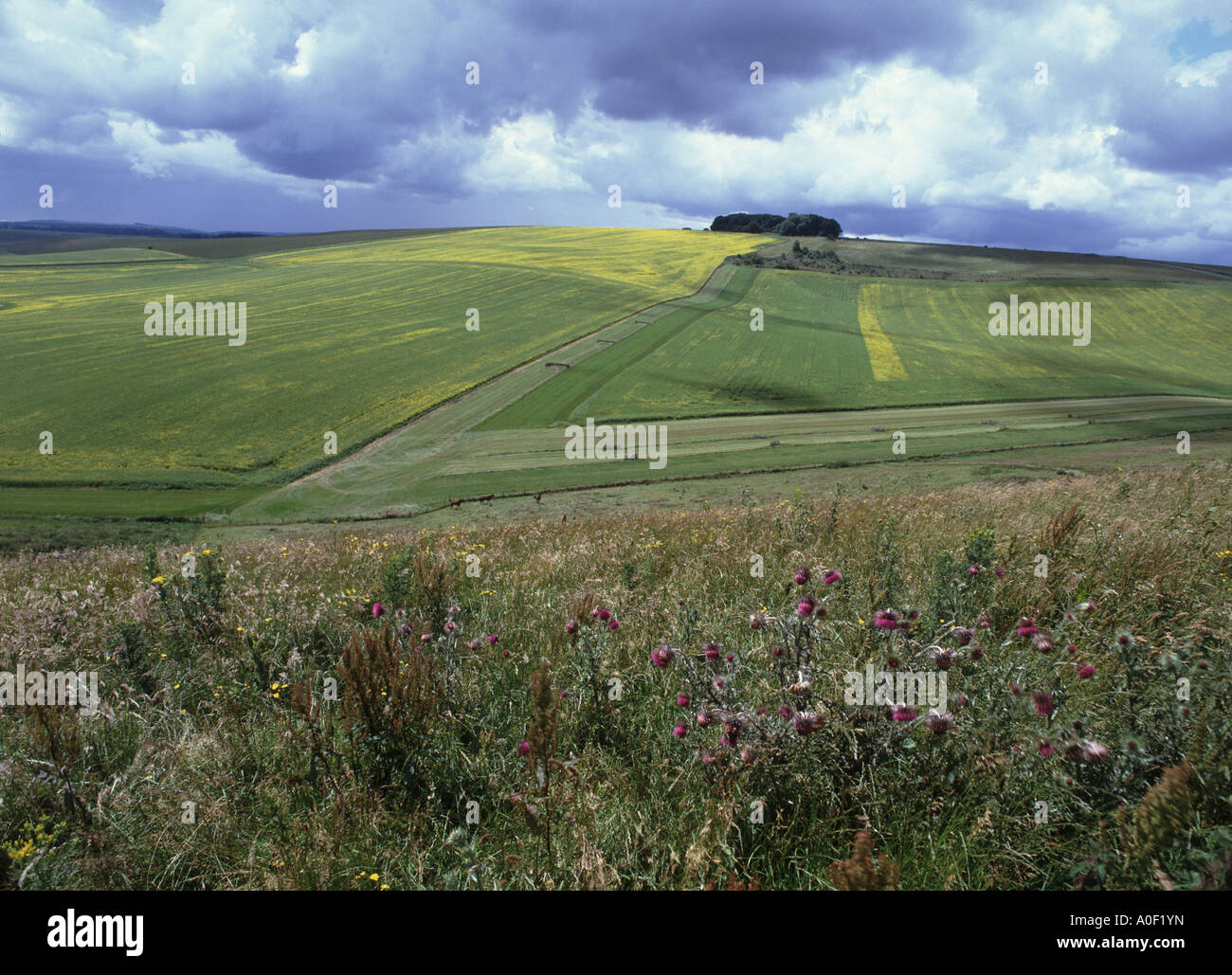 The view from Barbury Castle and the Ridgeway across the downs, near ...