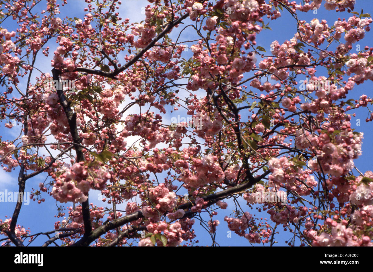 Pink blossom tree in spring London UK Stock Photo - Alamy