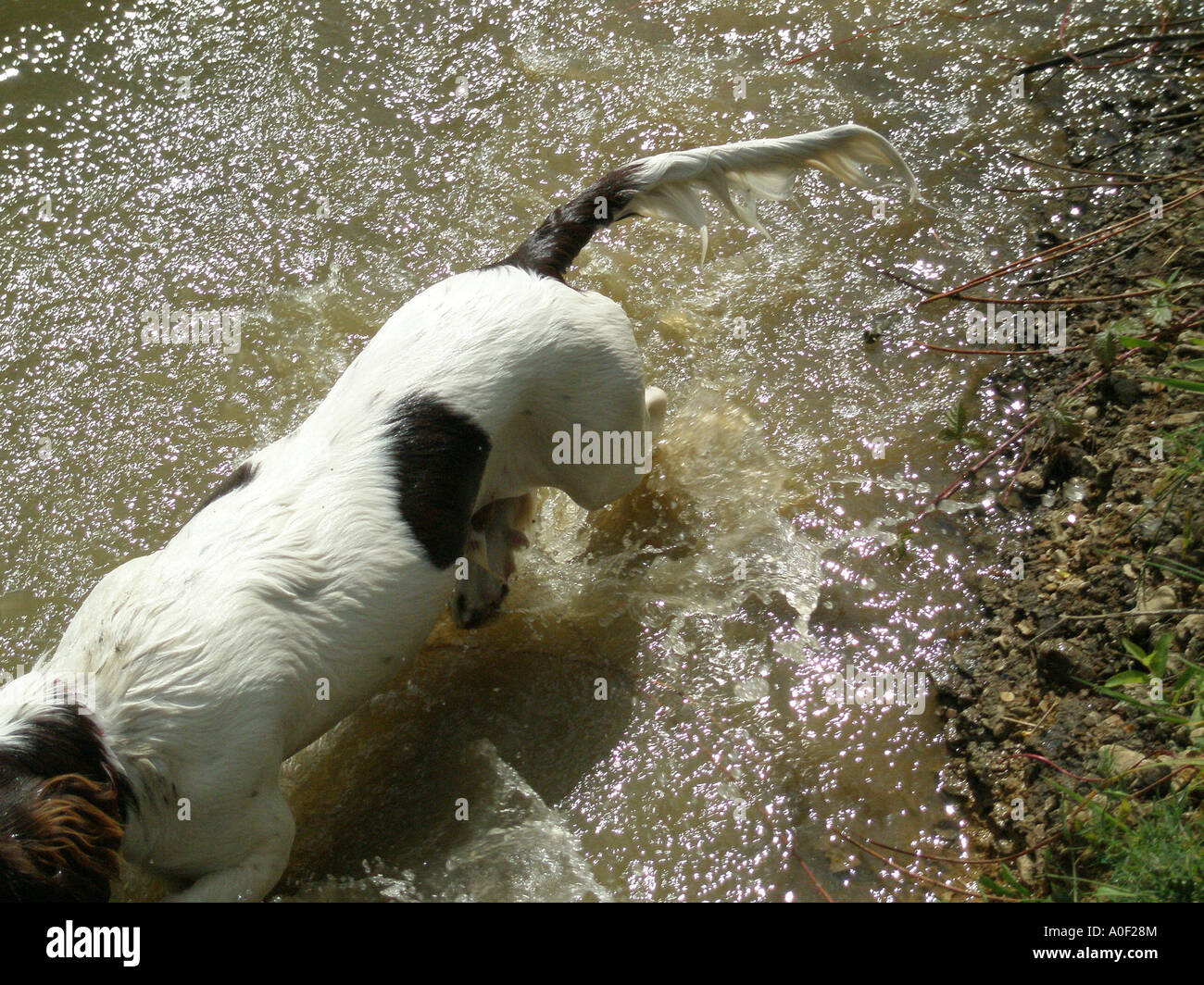 Springer Spaniel splashes in water out of shot Stock Photo - Alamy