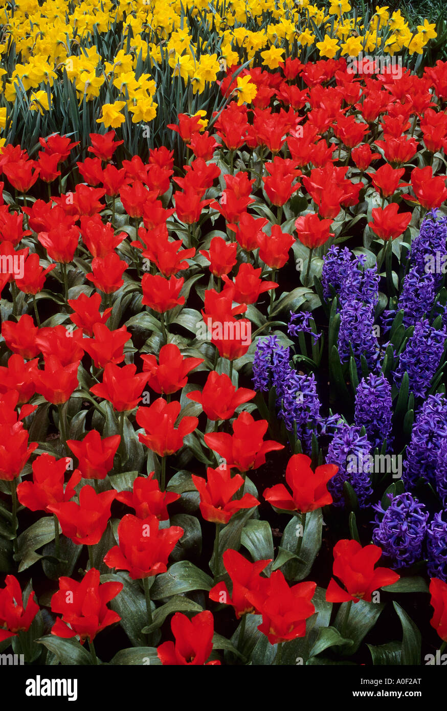 Colour patterns at the Keukenhoff Gardens, Holland Stock Photo - Alamy