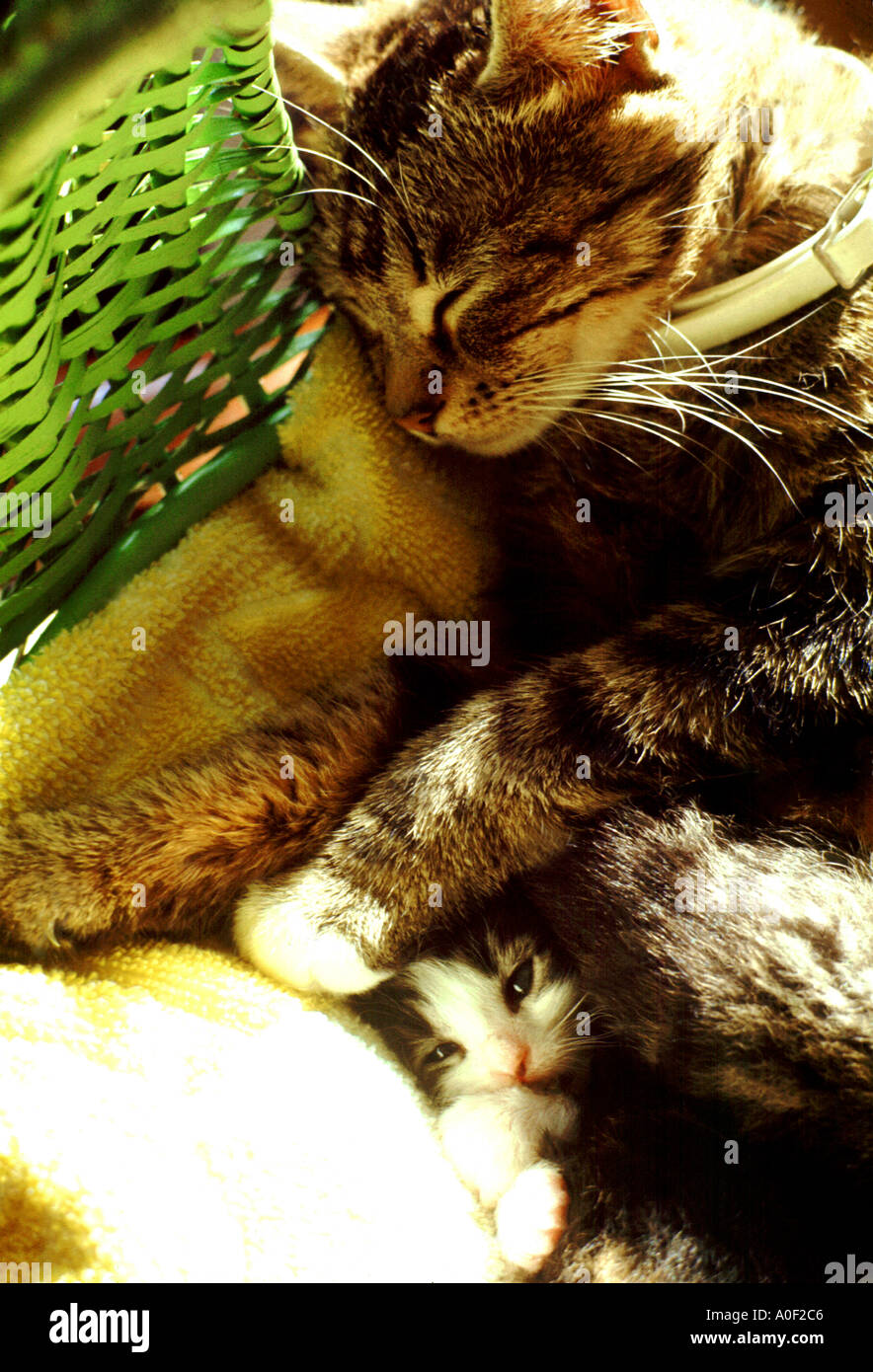 Mother cat and kitten Stock Photo - Alamy