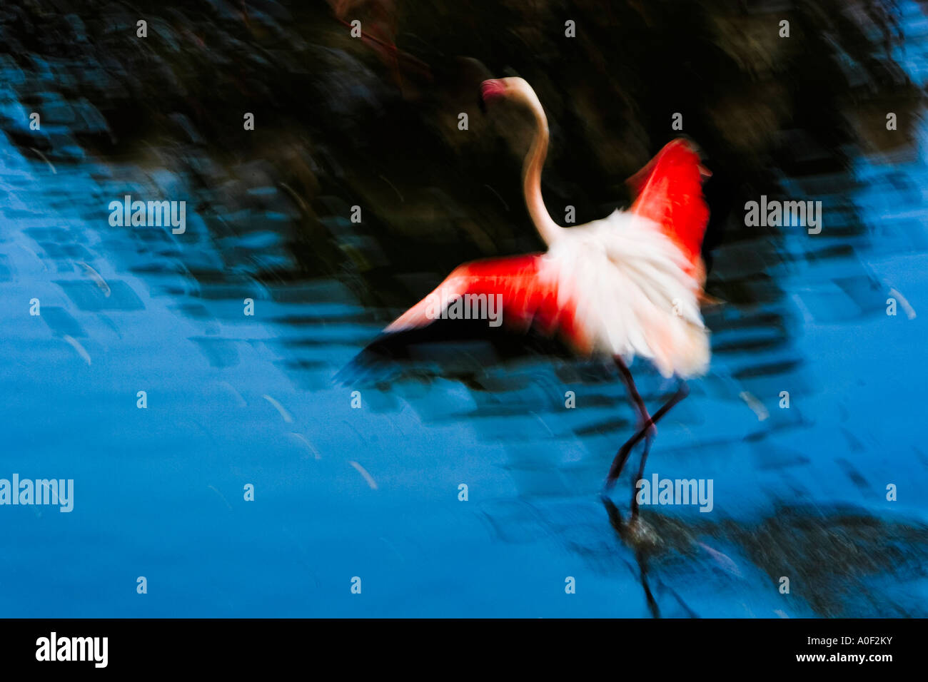 Dancing bird hi-res stock photography and images - Alamy