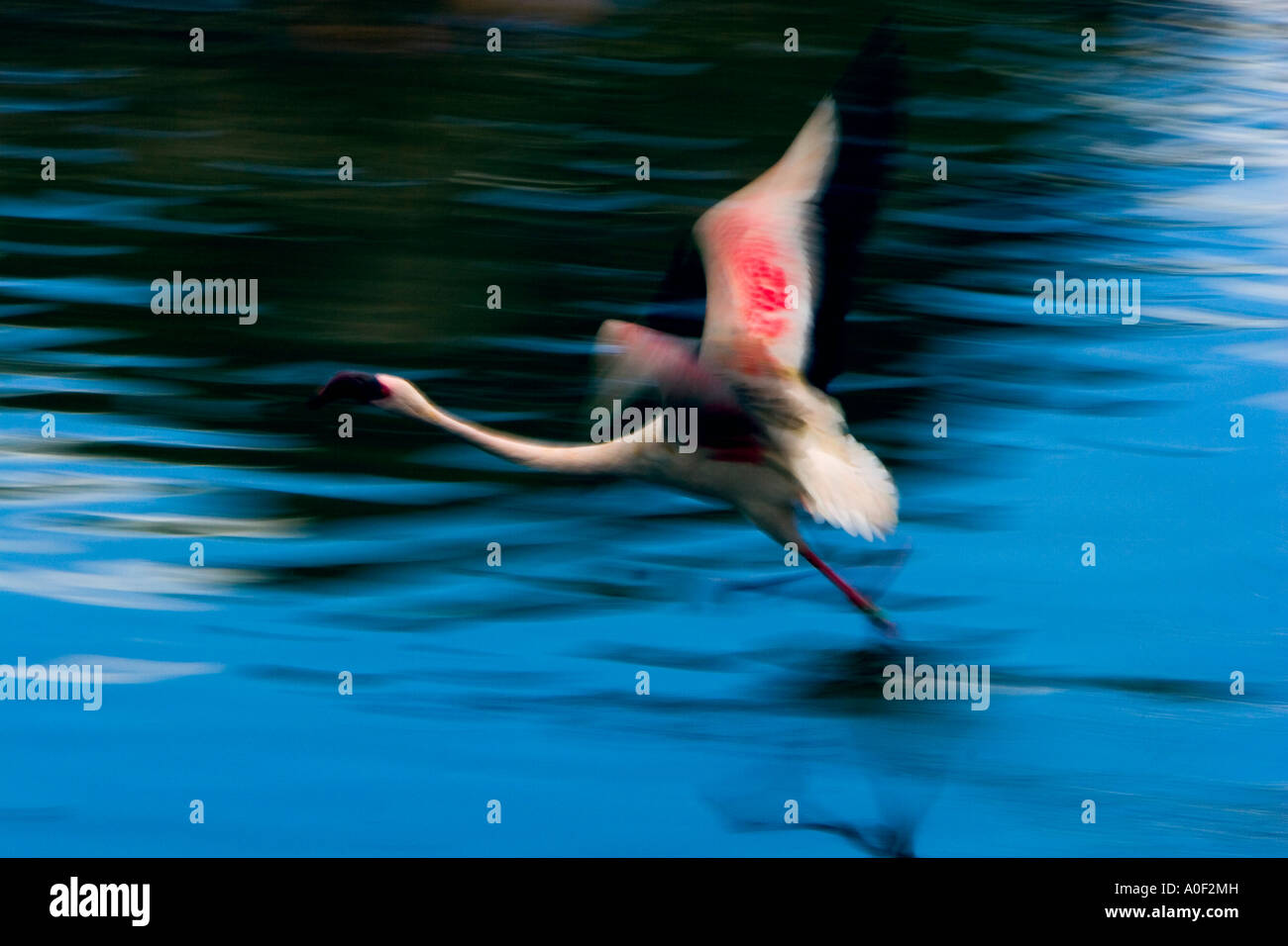 Flamingo taking off Stock Photo - Alamy