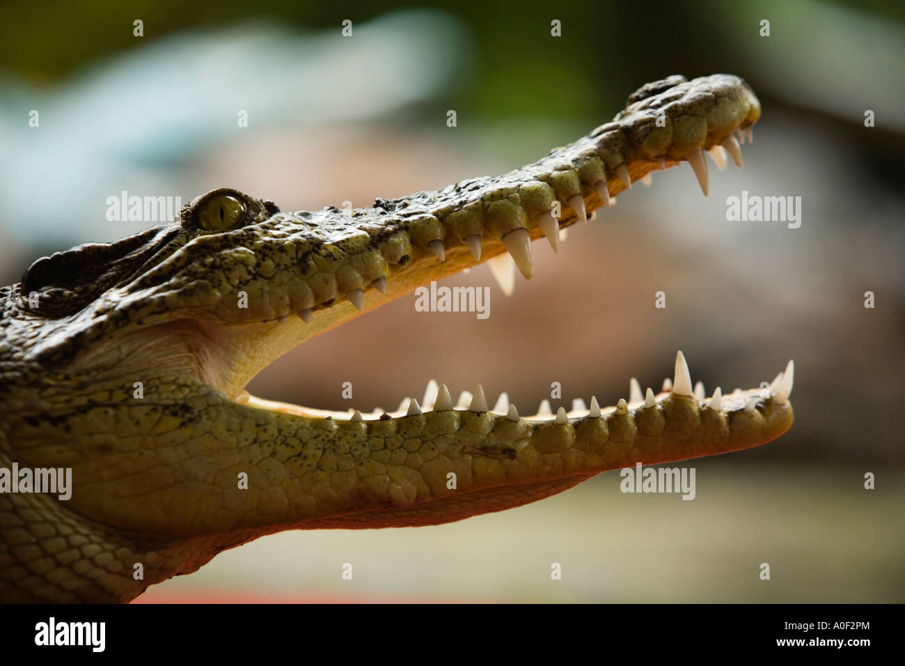Crocodile crocodilia hi-res stock photography and images - Alamy