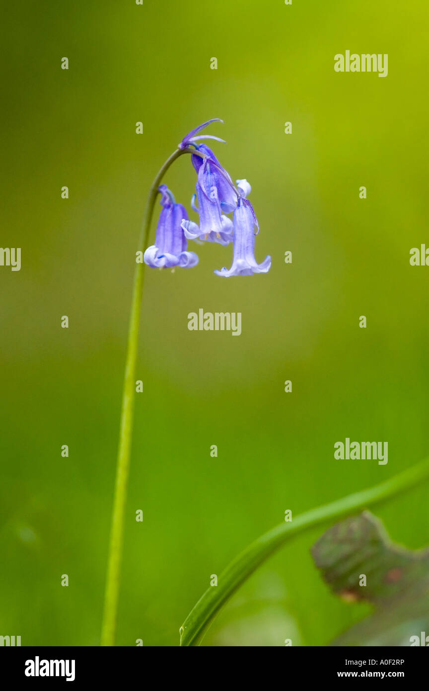 A single bluebell with green background Stock Photo - Alamy