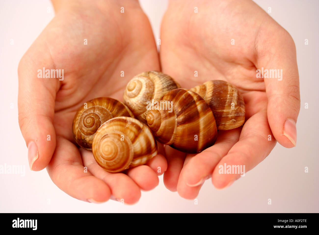 Hand empty snail shells hi-res stock photography and images - Alamy