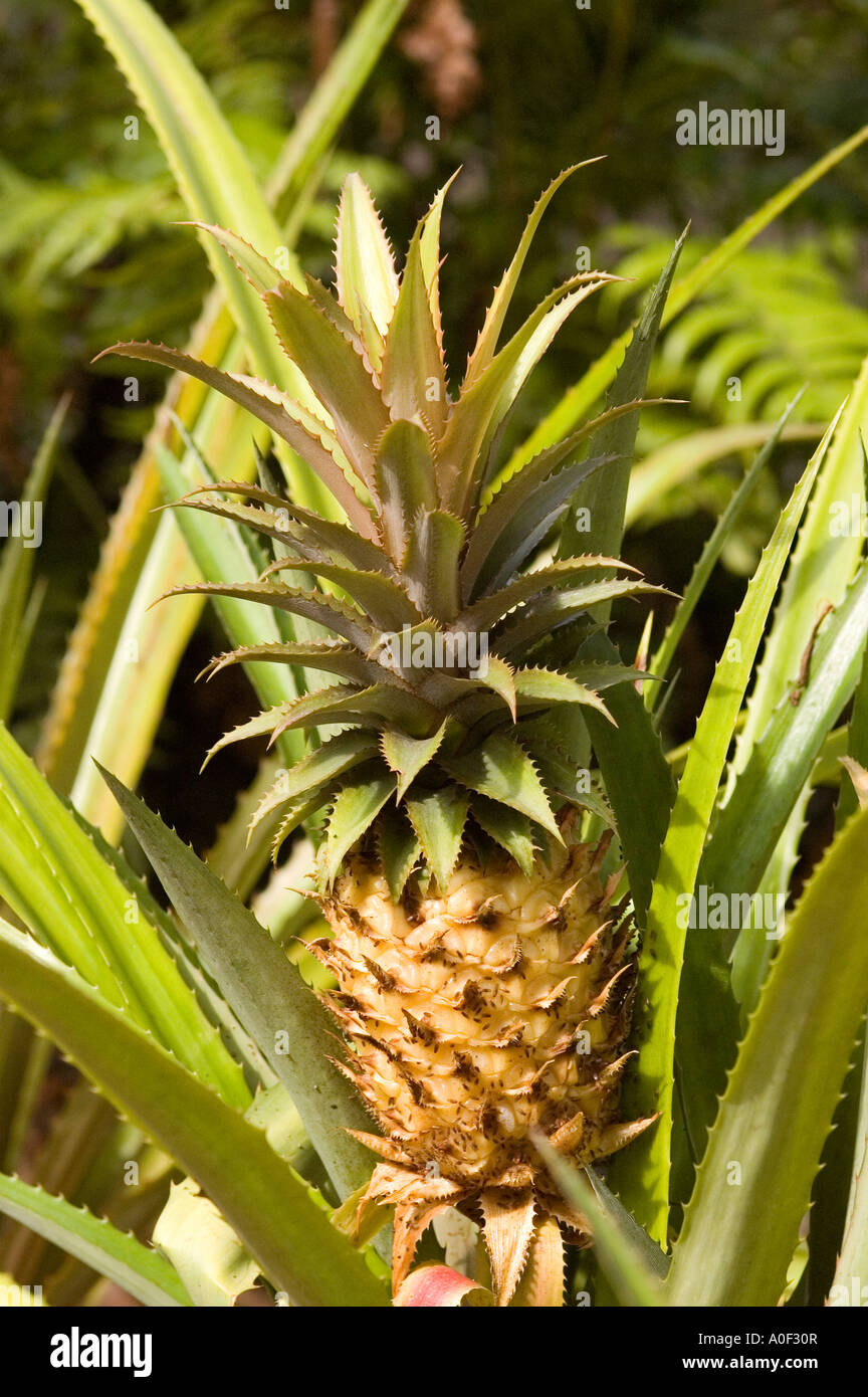 Pineapple and foilage Pina de America Stock Photo - Alamy