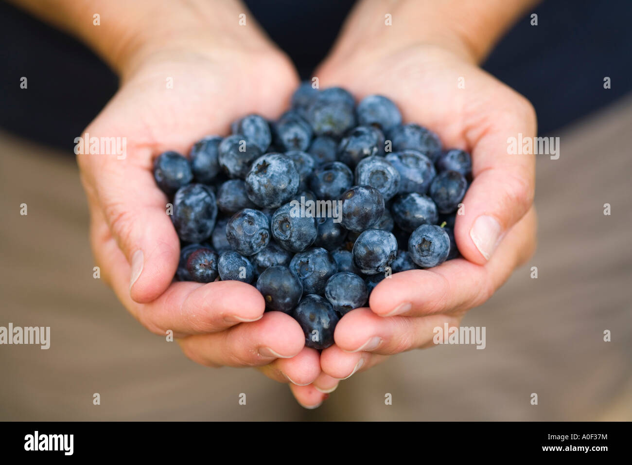 Woman's hands holding blueberries Stock Photo - Alamy