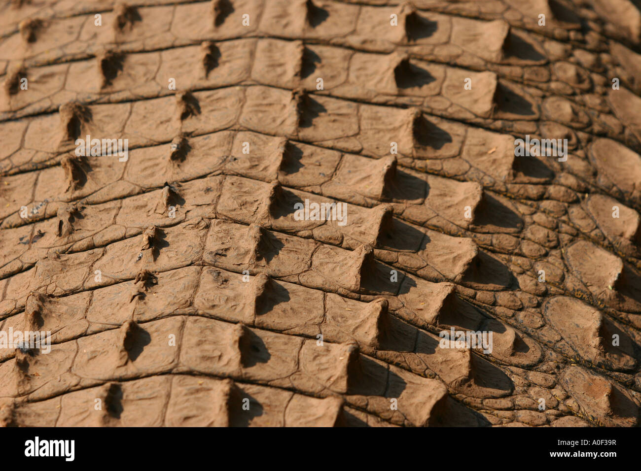 Abstract crocodile reptile scales hi-res stock photography and images ...