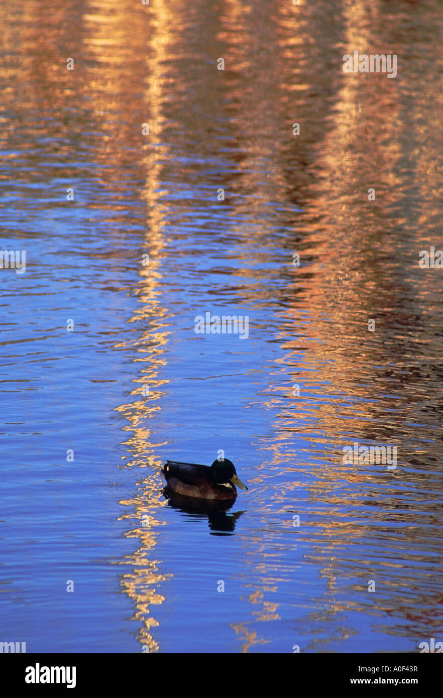 Duck and reflection Stock Photo - Alamy