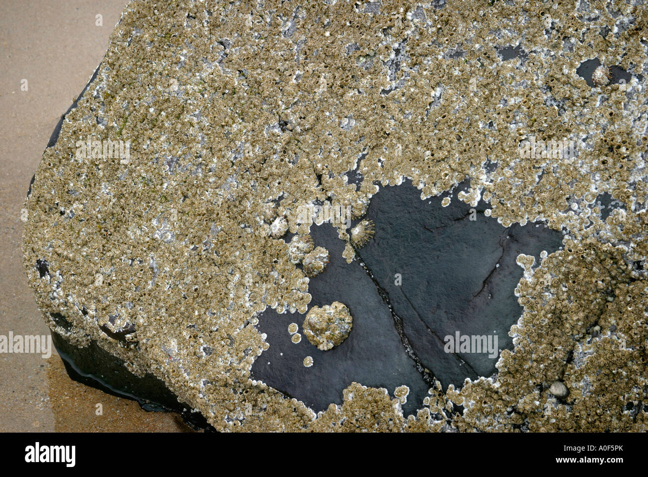 Barnacles attach hi-res stock photography and images - Alamy