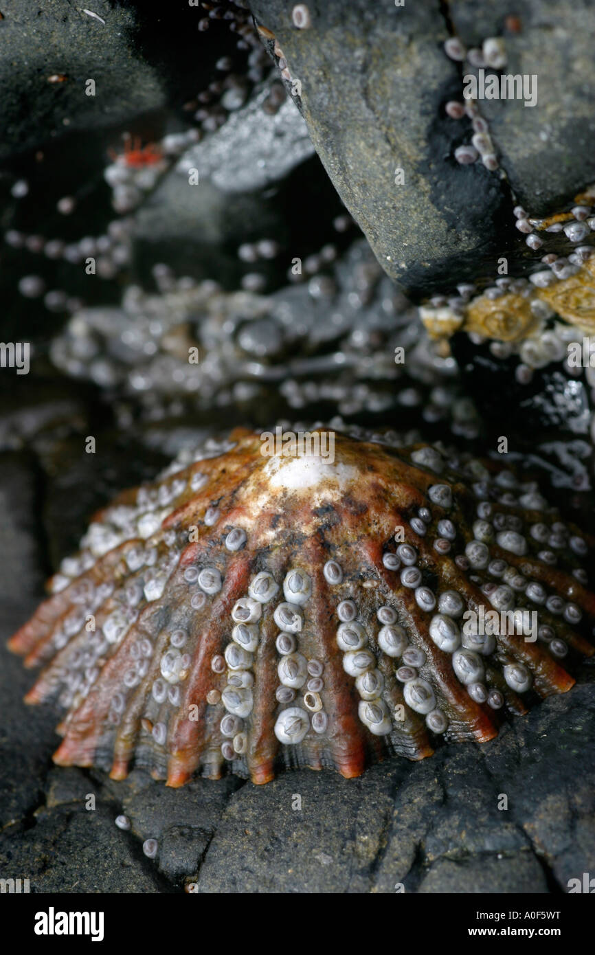 Limpet Shell with Barnacles Stock Photo - Alamy