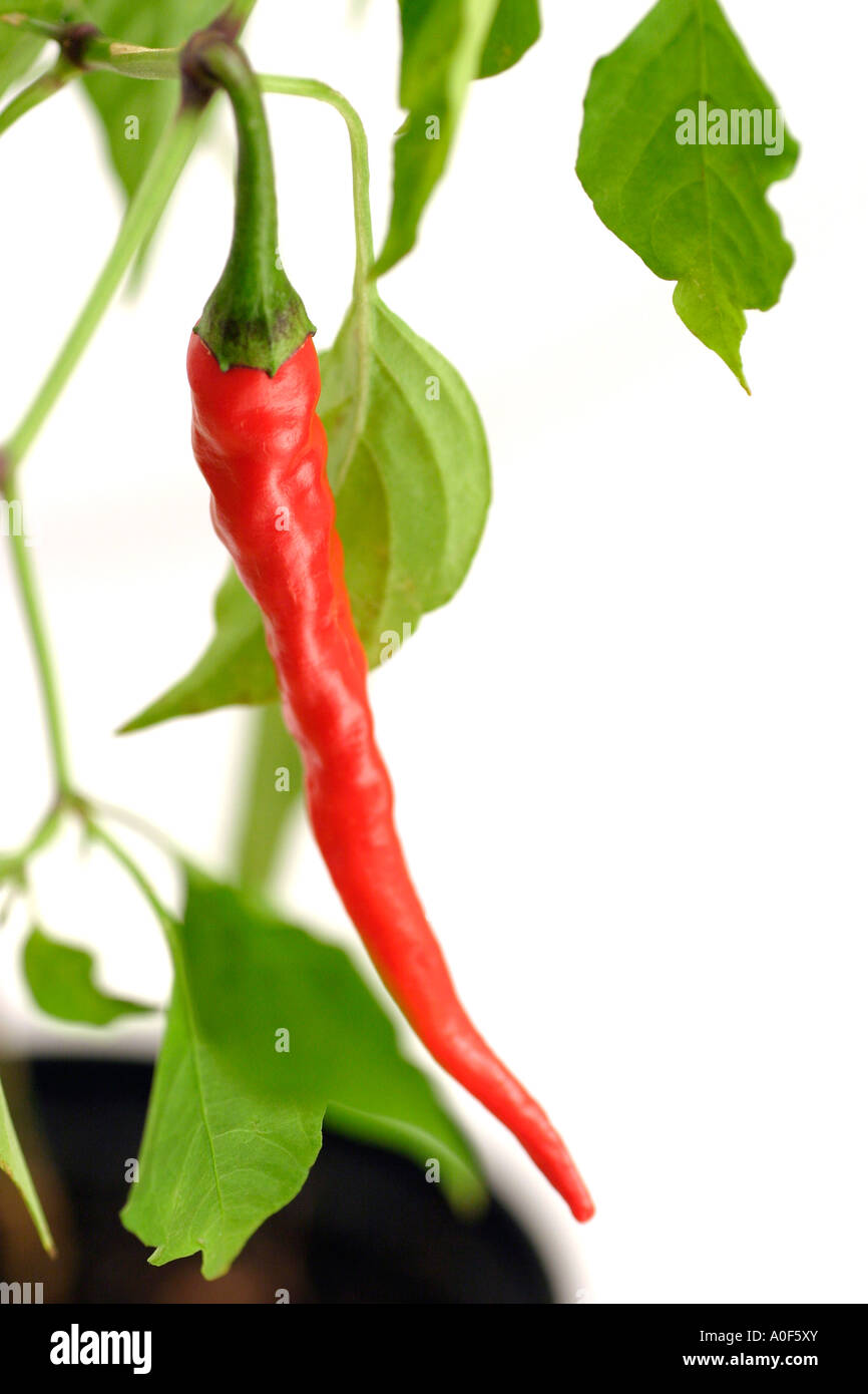Chilli De Cayenne Stock Photo - Alamy