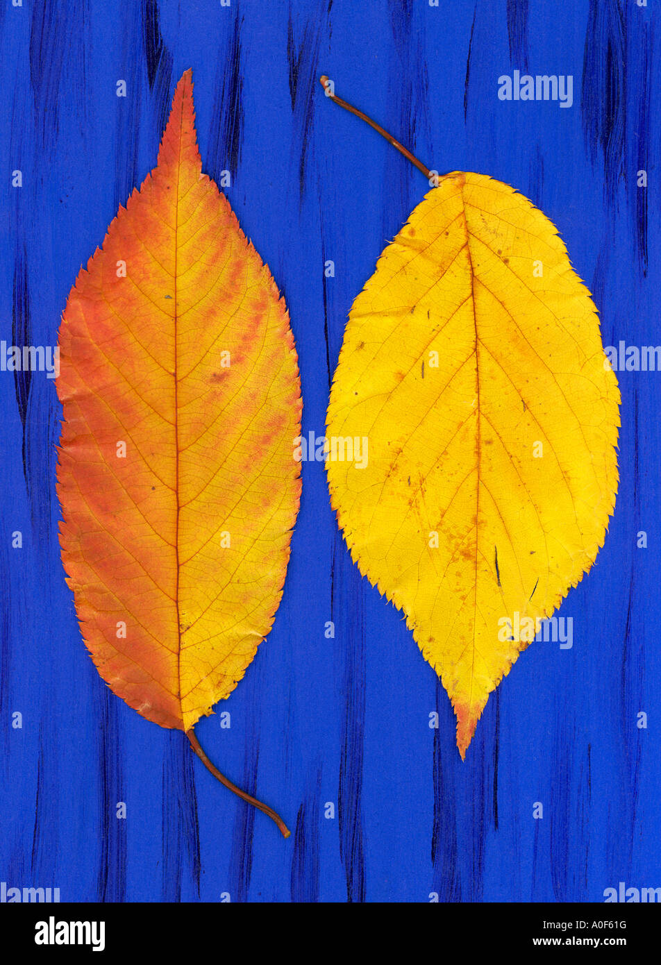 Falling Autumn leaves Still Life Stock Photo - Alamy