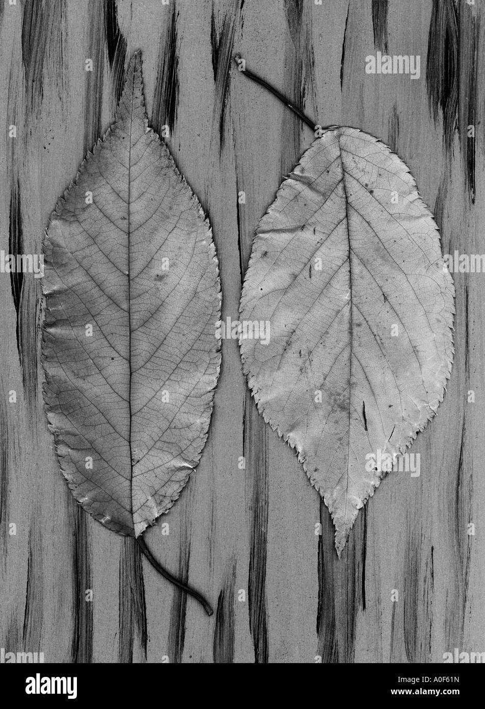 Autumn leaves composition in Black and White Stock Photos & Images - Alamy