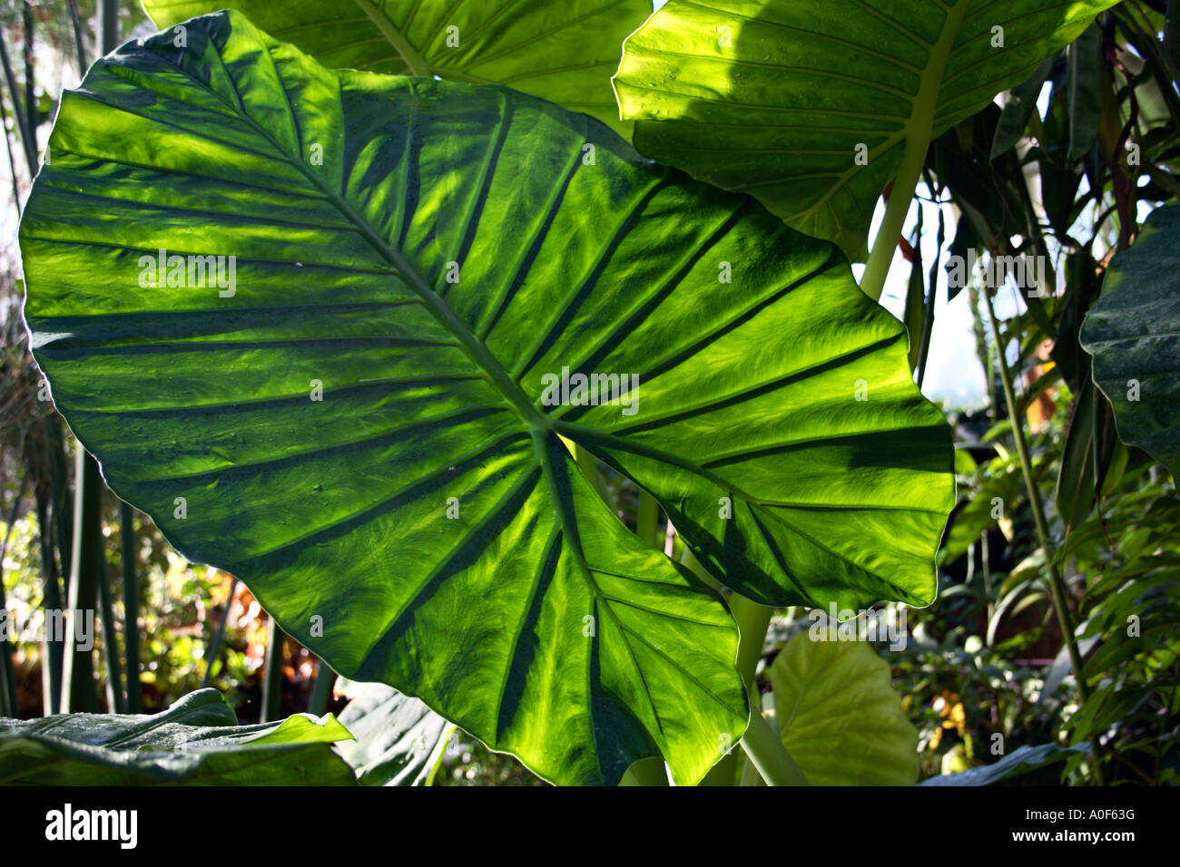 Giant Elephant Ear Leaf Stock Photo - Alamy