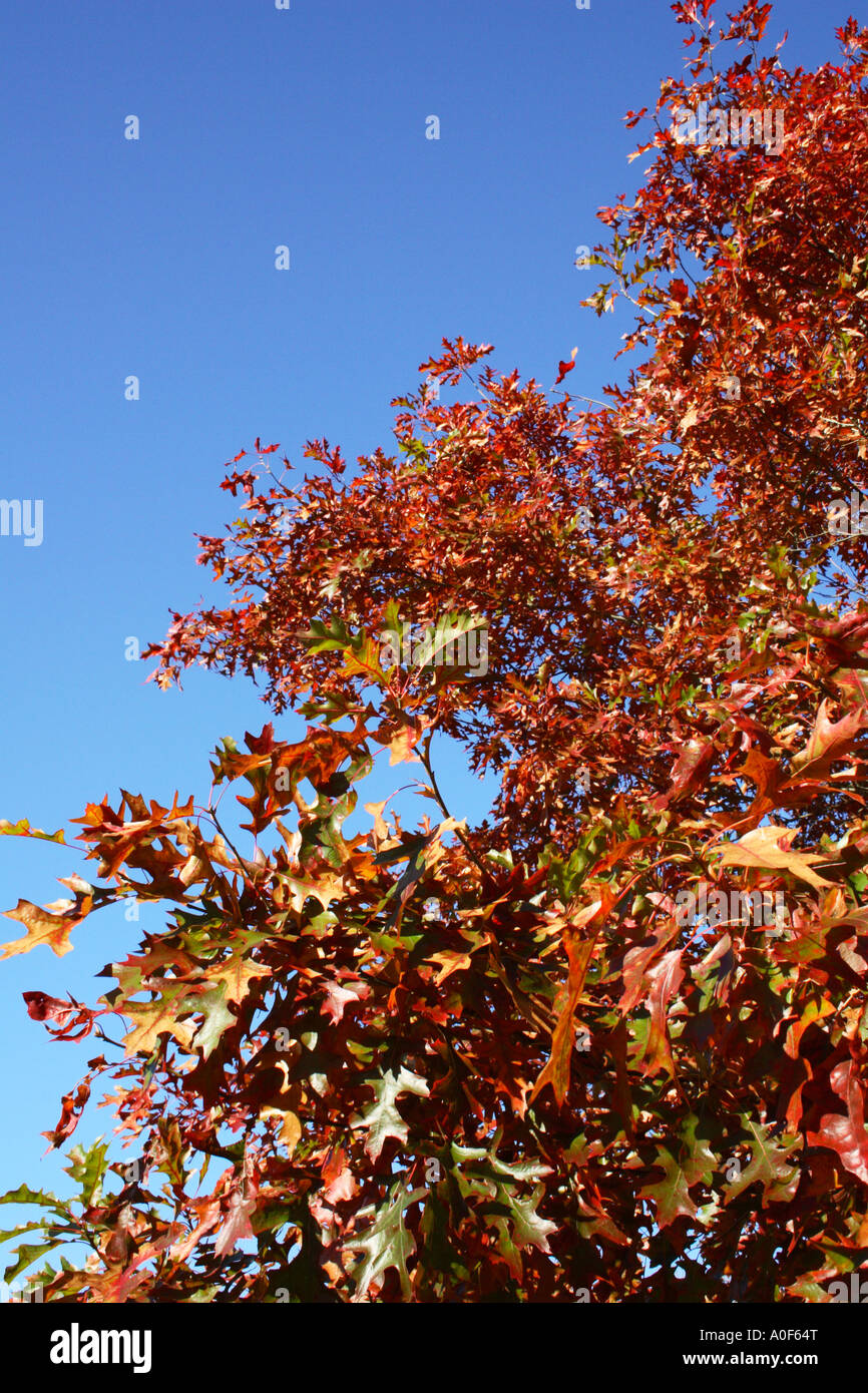 Shumard Oak Tree, Autumn Leaves Stock Photo - Alamy
