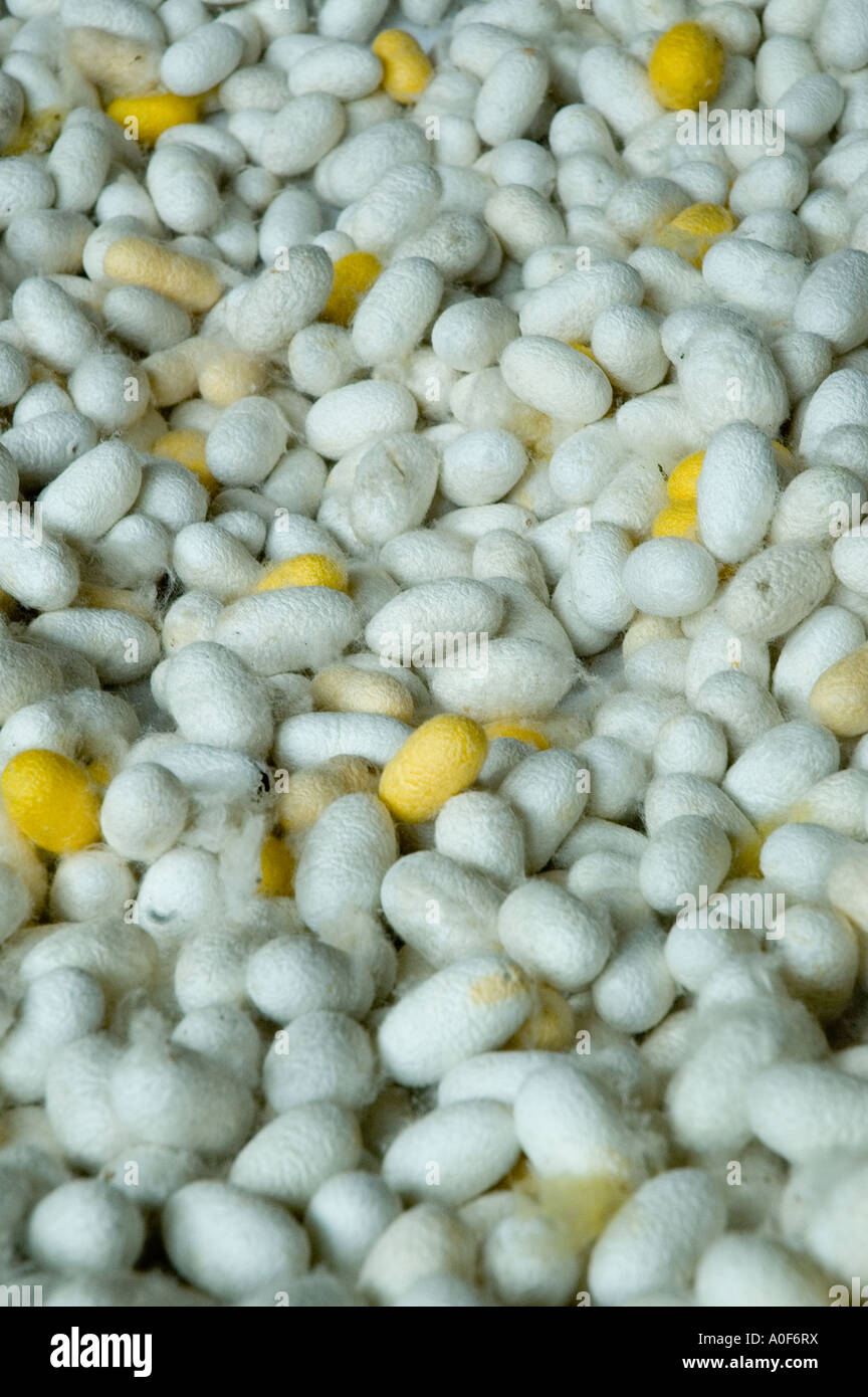 Larva with spun hi-res stock photography and images - Alamy