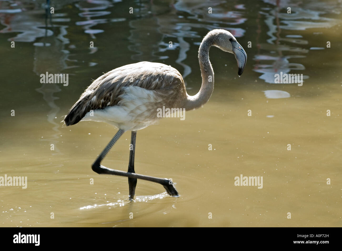 European flamingo phenicopterus roseus Stock Photo - Alamy