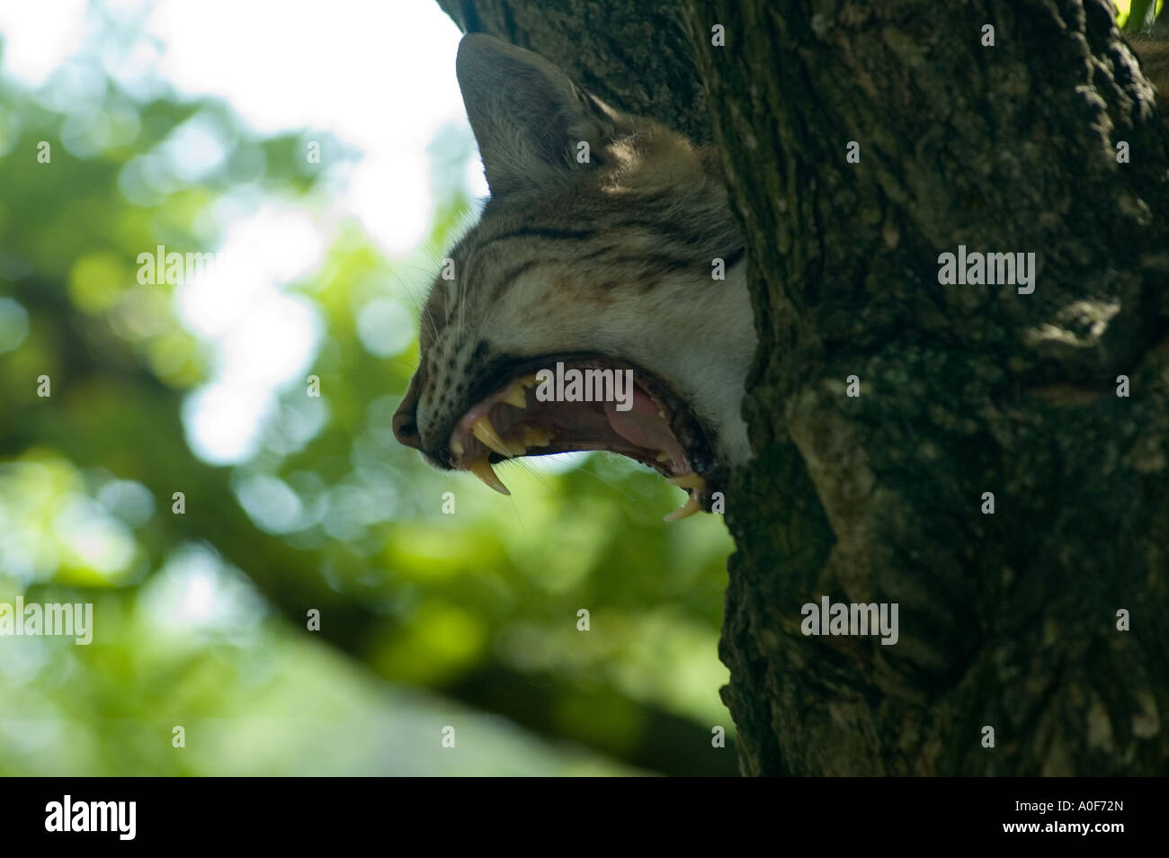 Linx lynx hi-res stock photography and images - Alamy