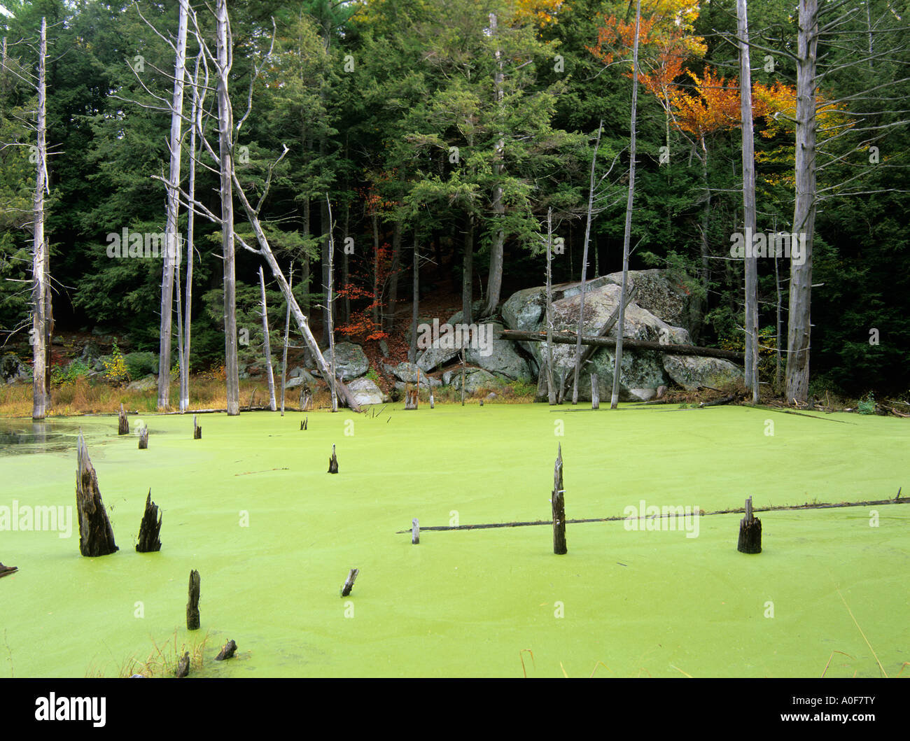 Green Algae, pond scum,swamp,fall, autumn, environmental Stock Photo ...