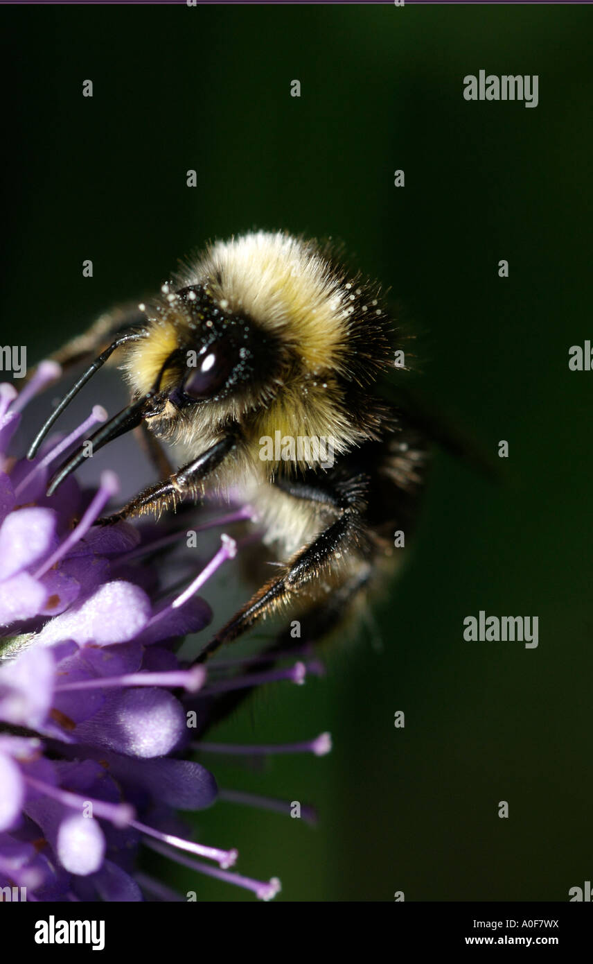 Closeup of bee feeding on flower to gather nectar Stock Photo - Alamy
