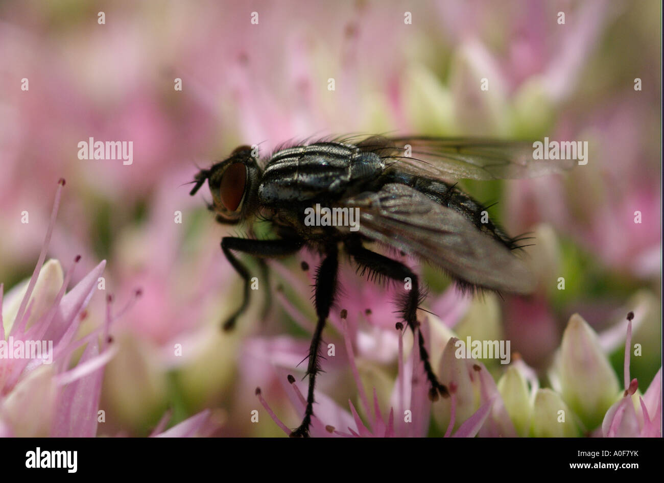Fly on flower head at London Wildlife garden Centre London Wildlife ...