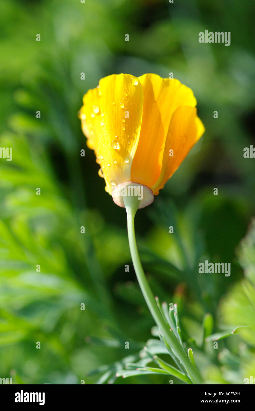 Open poppy hi-res stock photography and images - Alamy