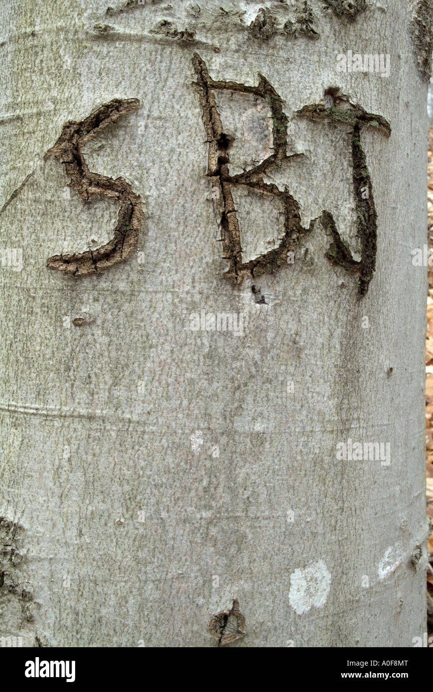 initials carved on a tree on the side of a hiking trail, forerst,nature ...