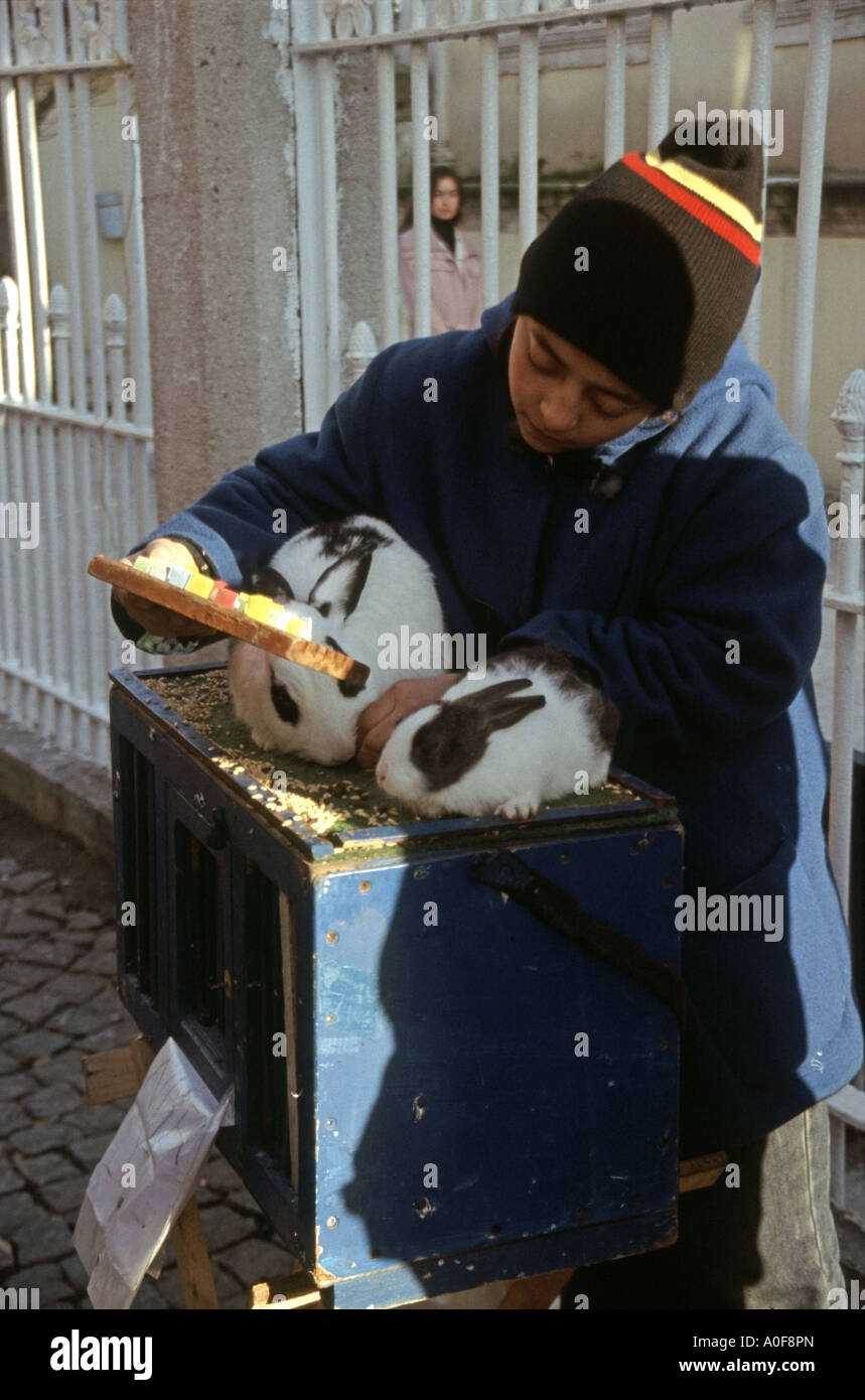 Fortune telling rabbits Istanbul Turkey Stock Photo - Alamy