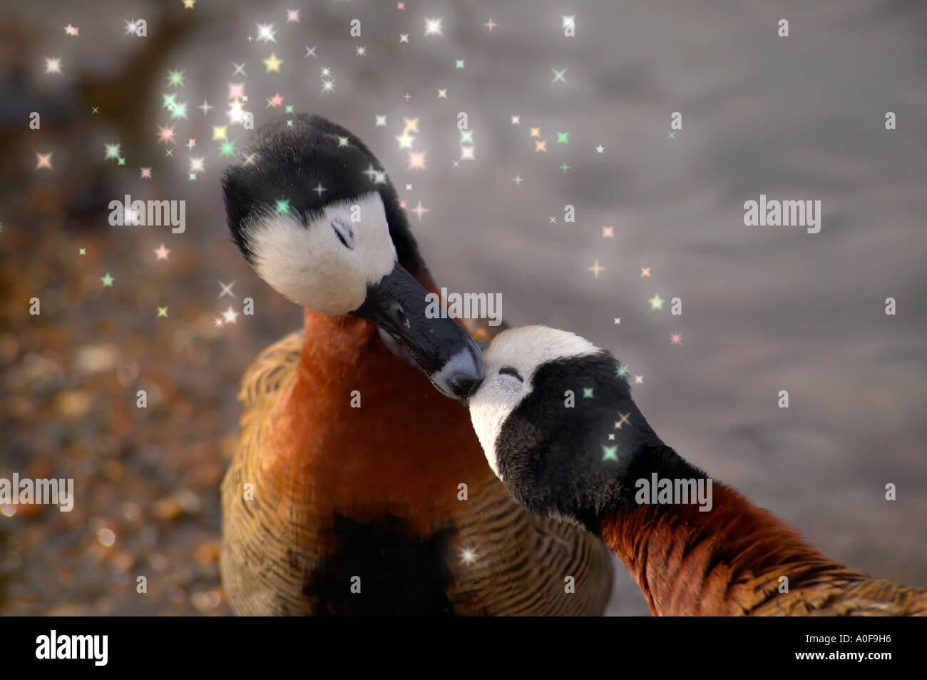 Two Ducks Kissing