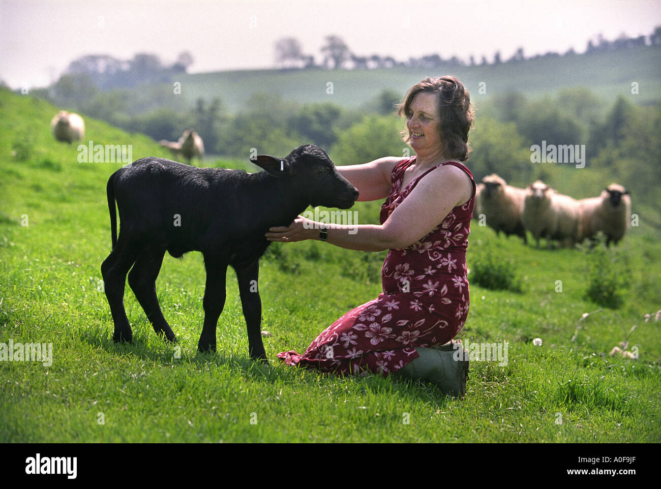FRANCES WOOD A BUFFALO FARMER FROM WEST CRANMORE SOMERSET UK WITH A 10 ...