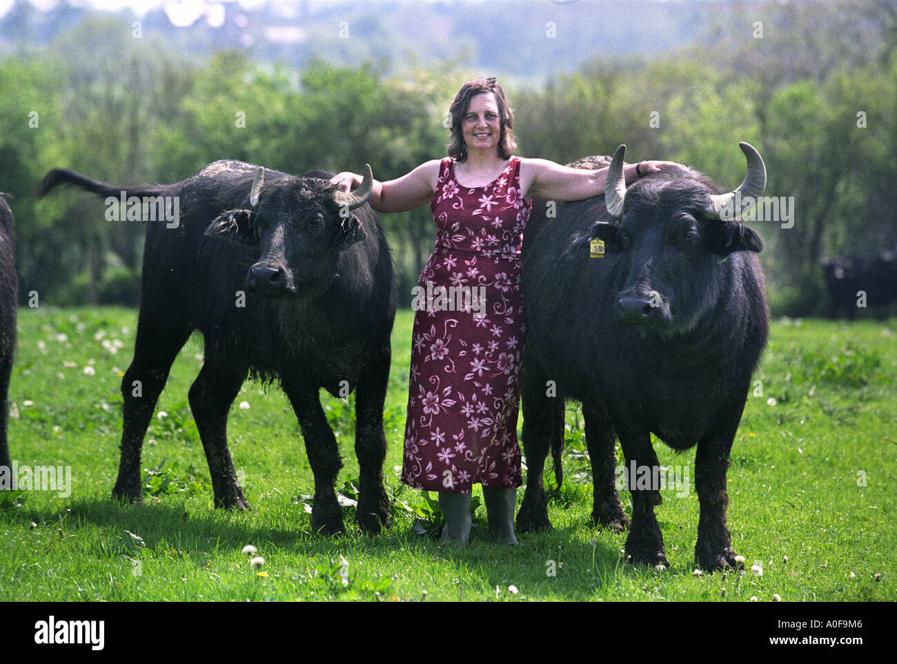 FRANCES WOOD A BUFFALO FARMER FROM WEST CRANMORE SOMERSET UK Stock ...