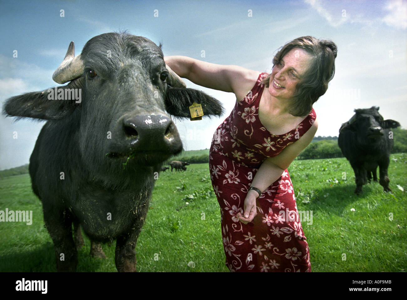 FRANCES WOOD A BUFFALO FARMER FROM WEST CRANMORE SOMERSET UK Stock ...