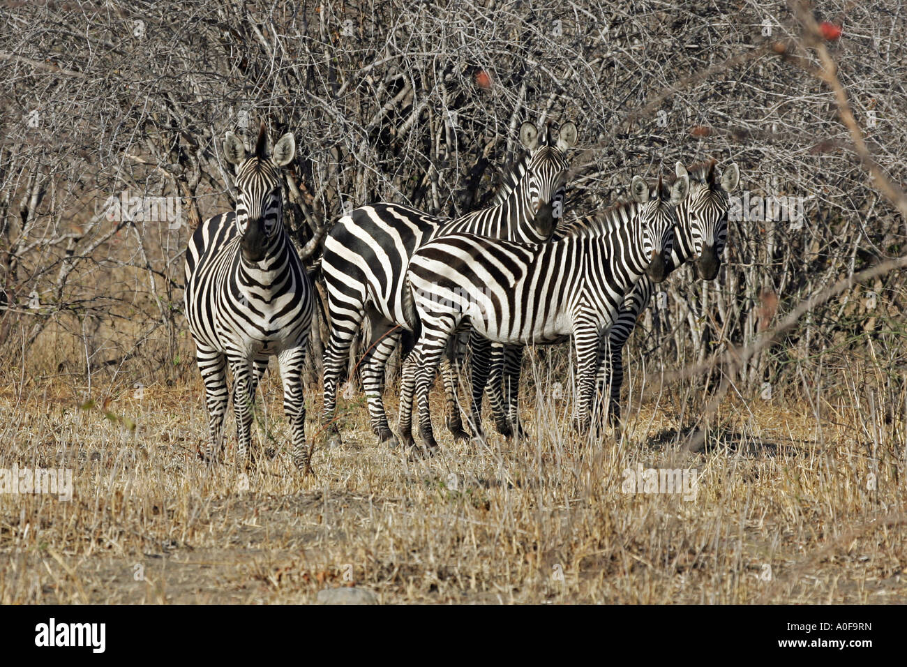 Ruaha National Park Tanzania miombo woodland + Burchell's / Plain's ...