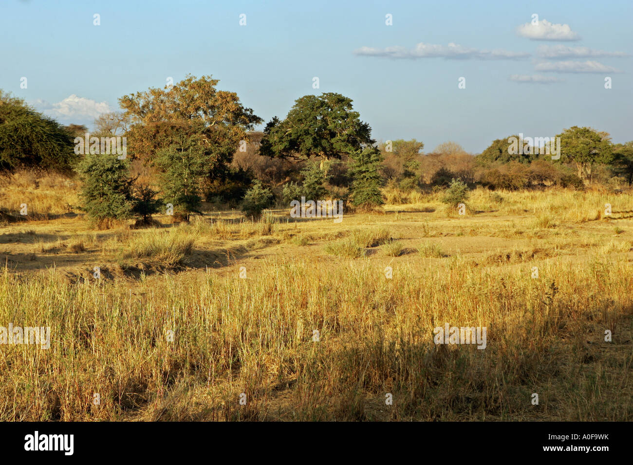 Ruaha National Park Tanzania landscape Stock Photo - Alamy