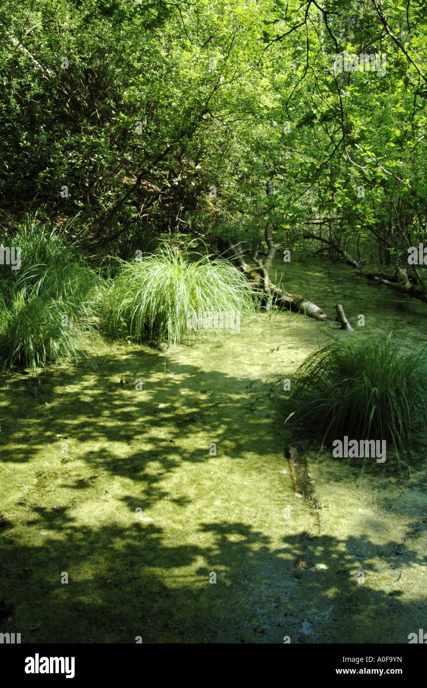 Pingo trail at Stow Bedon Thompson Norfolk UK Stock Photo - Alamy