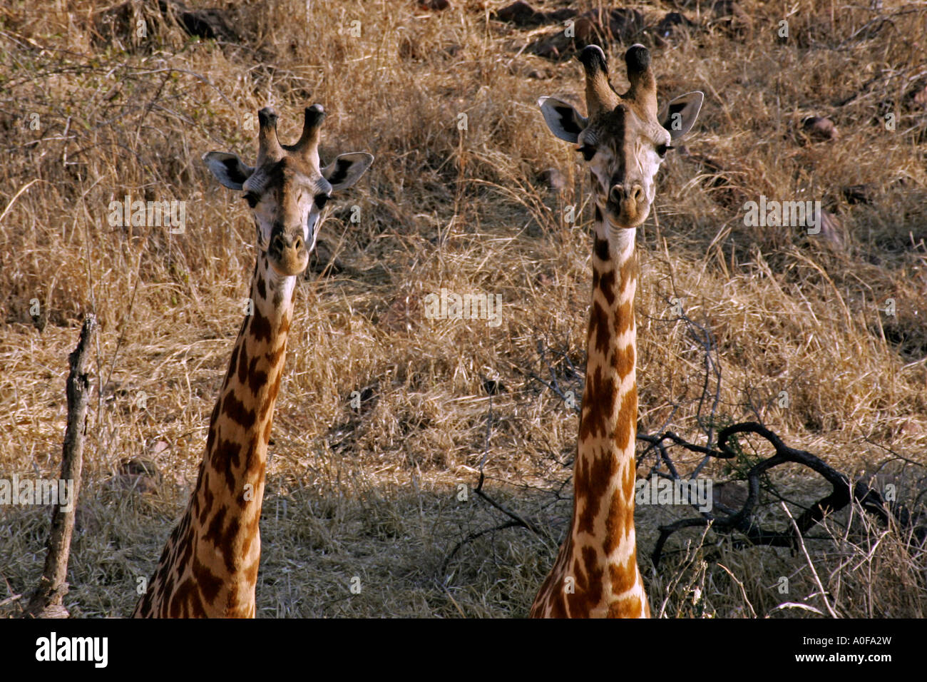 Male female giraffe horns hi-res stock photography and images - Alamy