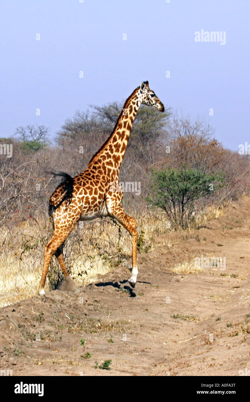 Ruaha National Park Tanzania Giraffe female crossing road Stock Photo ...