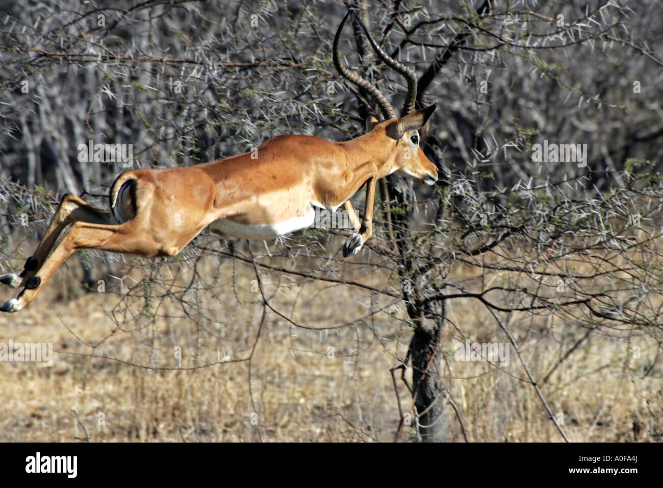 Ruaha National Park Tanzania Impala adult mature male leaping 1 in ...