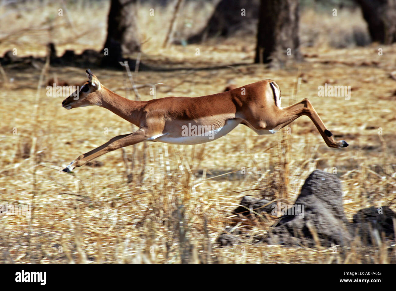 Impala leap hi-res stock photography and images - Alamy