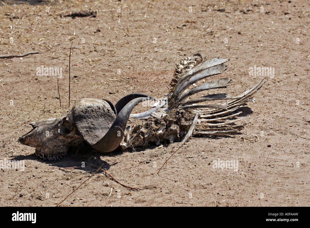 Ruaha National Park Tanzania Cape Buffalo skeleton Stock Photo - Alamy