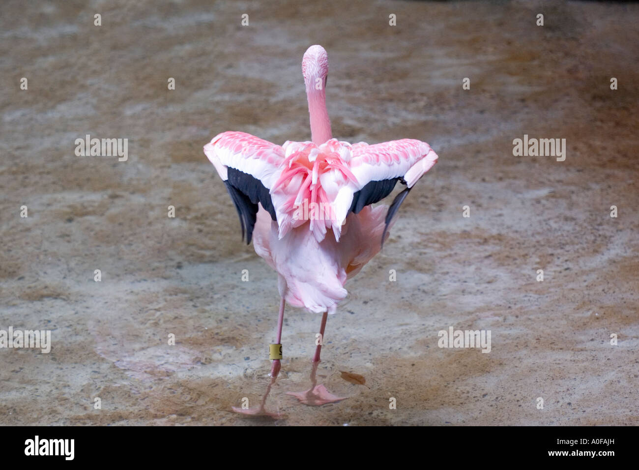 Lesser Flamingo walking in water while adjusting wings Stock Photo - Alamy