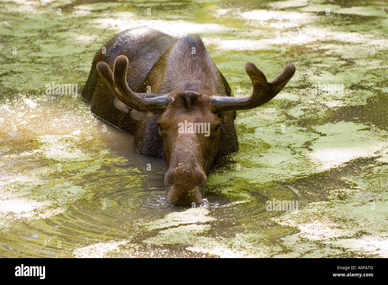 Moose with a fresh rack of antlers sitting in a pond covered in ...